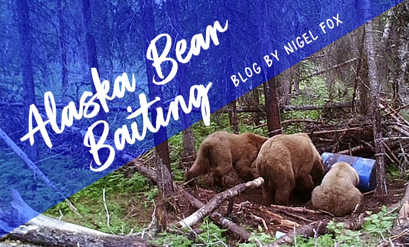 Bear Baiting in Alaska - Hunt Alaska Magazine